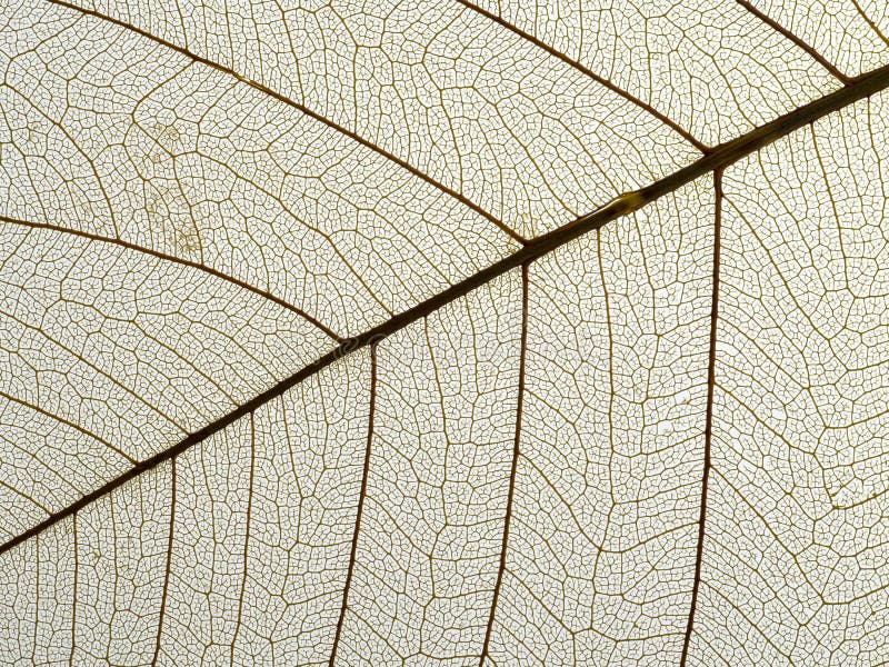 Leaf Texture Pattern, Leaf Background with Veins and Cells Stock Photo ...