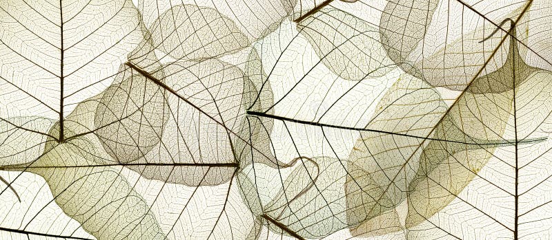 Leaf Texture Pattern, Leaf Background with Veins and Cells Stock Image ...
