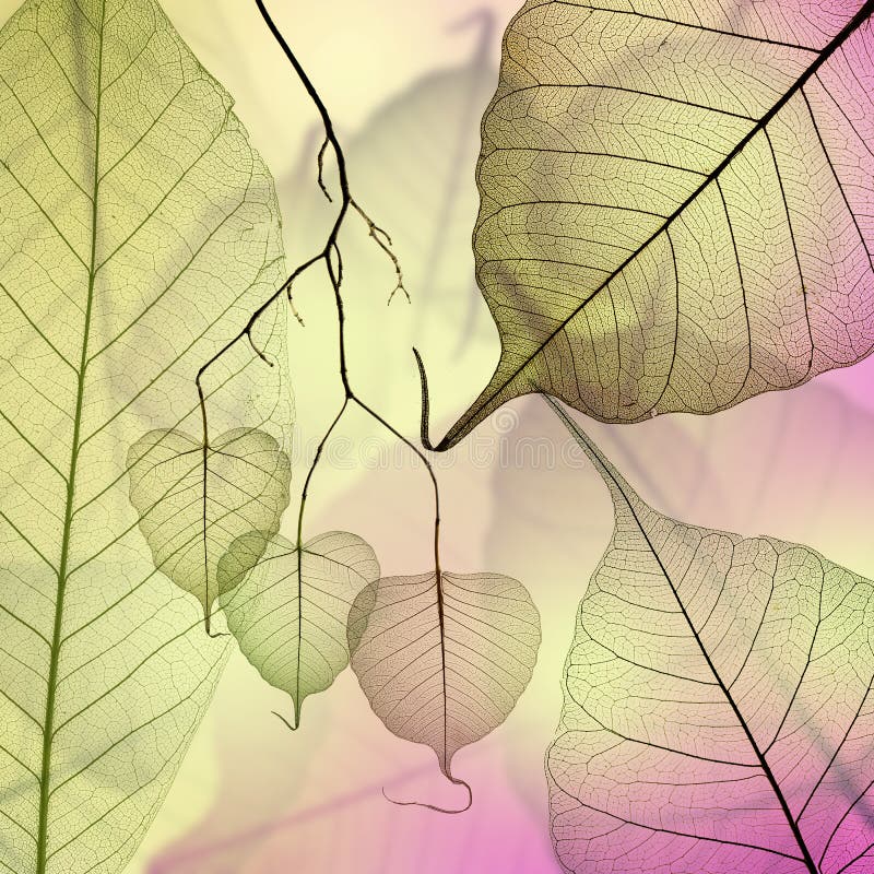 Leaf Texture Pattern, Leaf Background with Veins and Cells Stock Image ...