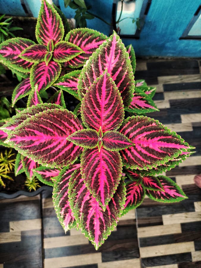 Leaf Texture Pattern of Plant Bush Stock Photo - Image of texture ...