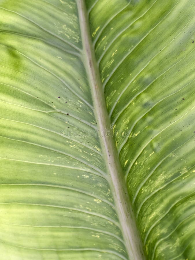 Leaf Texture Pattern for Spring Background, Environment and Ecol Stock ...