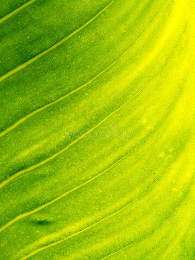 Leaf Texture Pattern for Spring Background, Environment and Ecol Stock ...