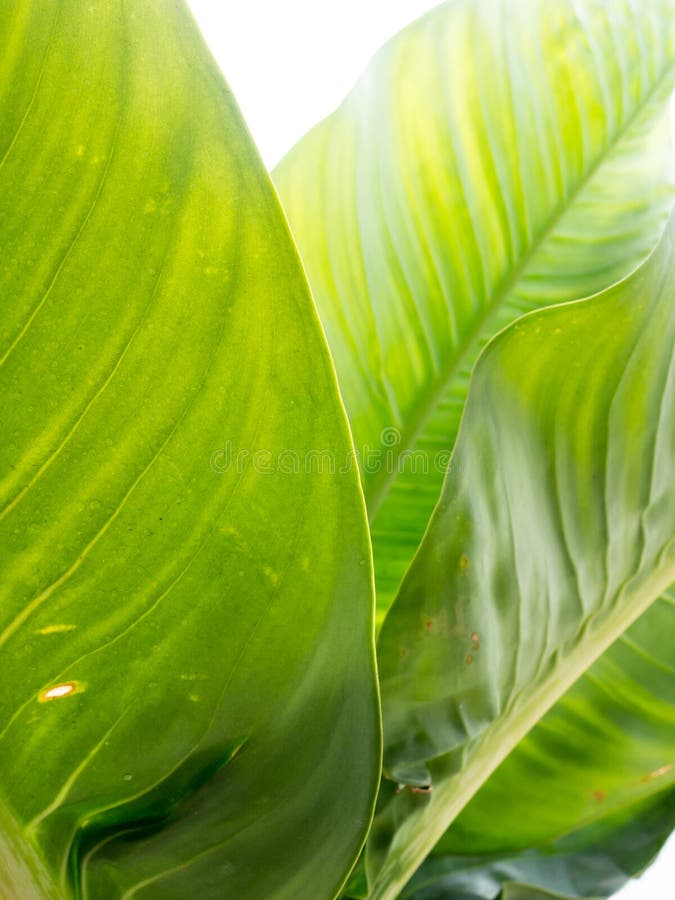 Leaf Texture Pattern for Spring Background, Environment and Ecol Stock ...