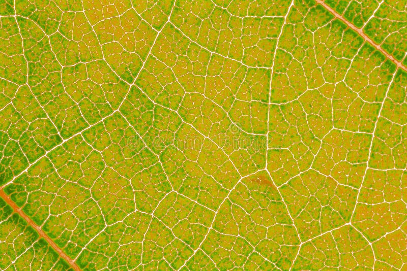 Leaf Texture Pattern for Spring Background Environment and Ecology ...