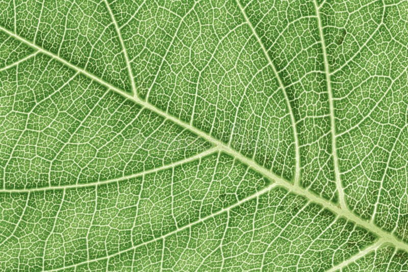 Leaf Texture Pattern for Spring Background Environment and Ecology ...