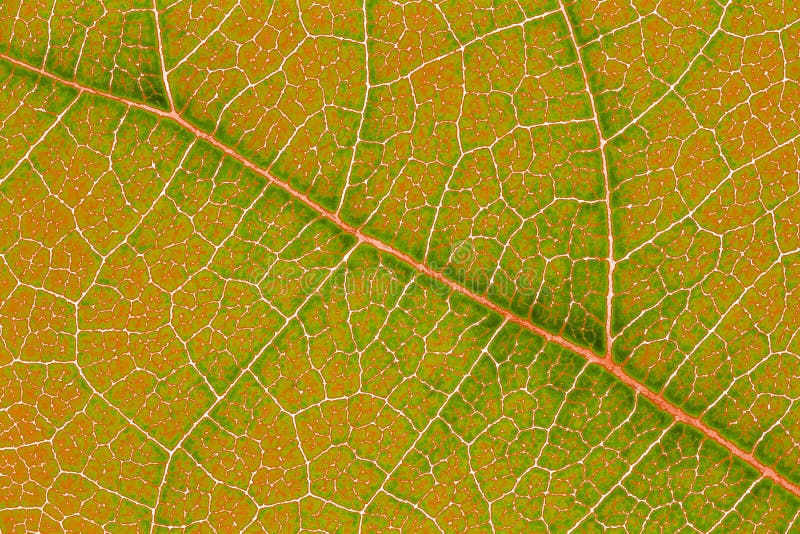 Leaf Texture Pattern for Spring Background Environment and Ecology ...