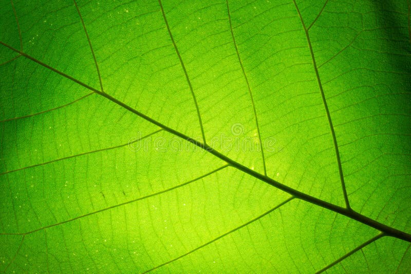 Leaf Texture Pattern for Spring Background,texture of Green Leaves ...