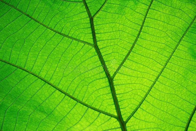 Leaf Texture Pattern for Spring Background,texture of Green Leaves ...