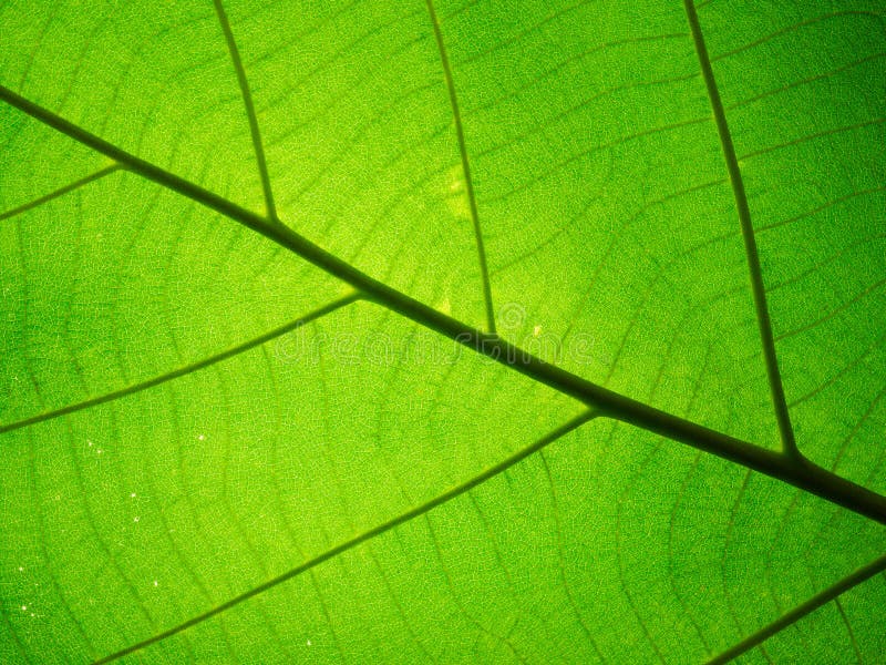 Leaf Texture Pattern for Spring Background,texture of Green Leaves ...