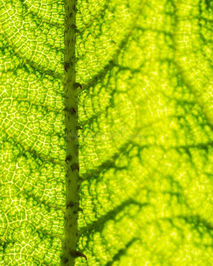 Leaf Texture Pattern for Spring Background Texture of Leaf Ecology ...