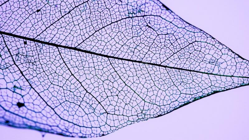 Leaf Texture Pattern with Veins and Cells Stock Photo - Image of ...
