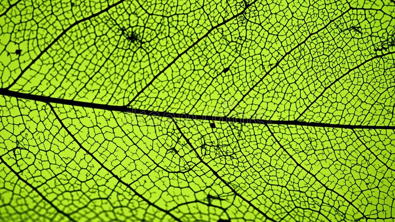 Green Leaf Texture Mosaic Veins Surface Vector Background Stock Photos ...