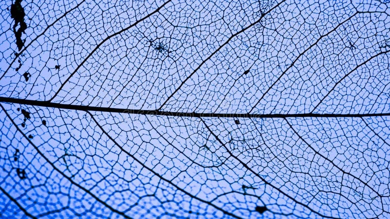 Leaf Texture Pattern with Veins and Cells Stock Image - Image of ...