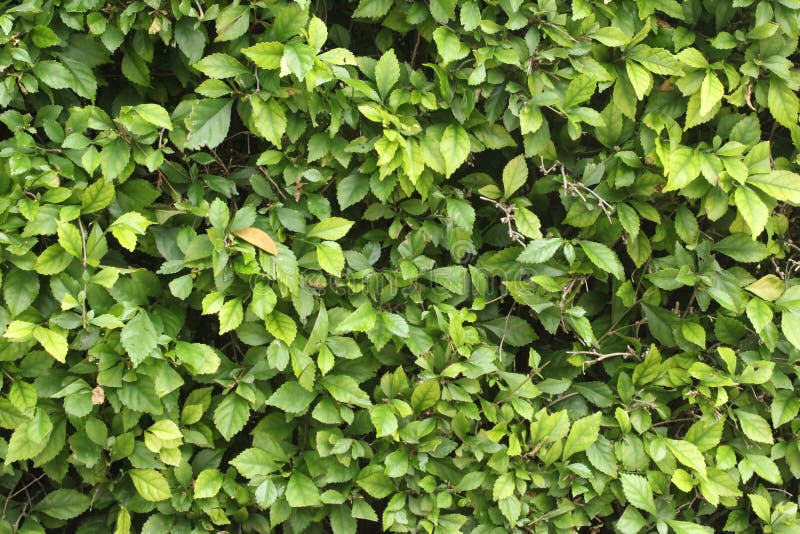 Leaf Texture of Plant Shrubs Stock Image - Image of trunk, blackl ...