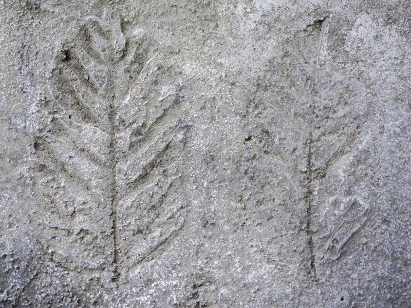 Leaf Texture Stamp on Concrete Floor Stock Image - Image of rough ...