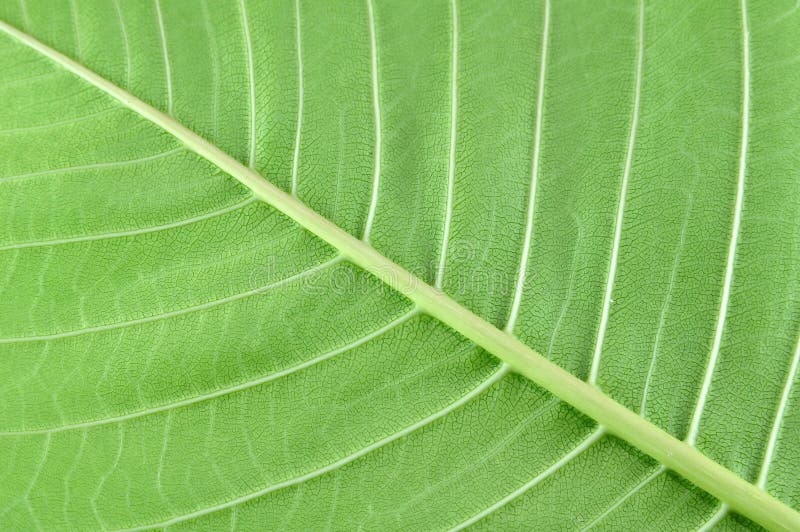 Leaf texture surface stock image. Image of life, light - 15395047