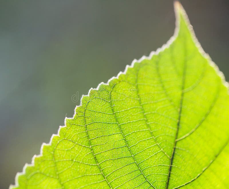 Leaf texture stock image. Image of healthy, beauty, environment - 81806699