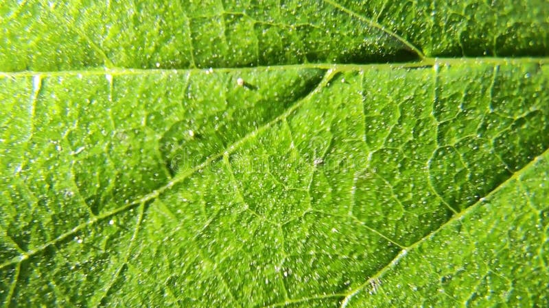 Leaf Texture. Leaf Under a Microscope. Macro Green Leaf.Leaf in Macro ...