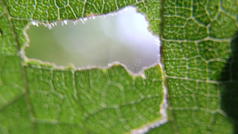 Leaf Texture. Leaf Under a Microscope. Macro Green Leaf.Leaf in Macro ...