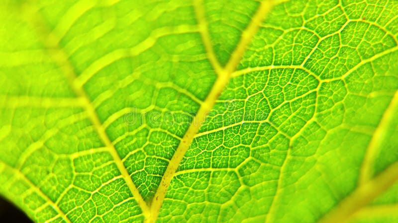 Leaf Texture. Leaf Under a Microscope. Macro Green Leaf.Leaf in Macro ...