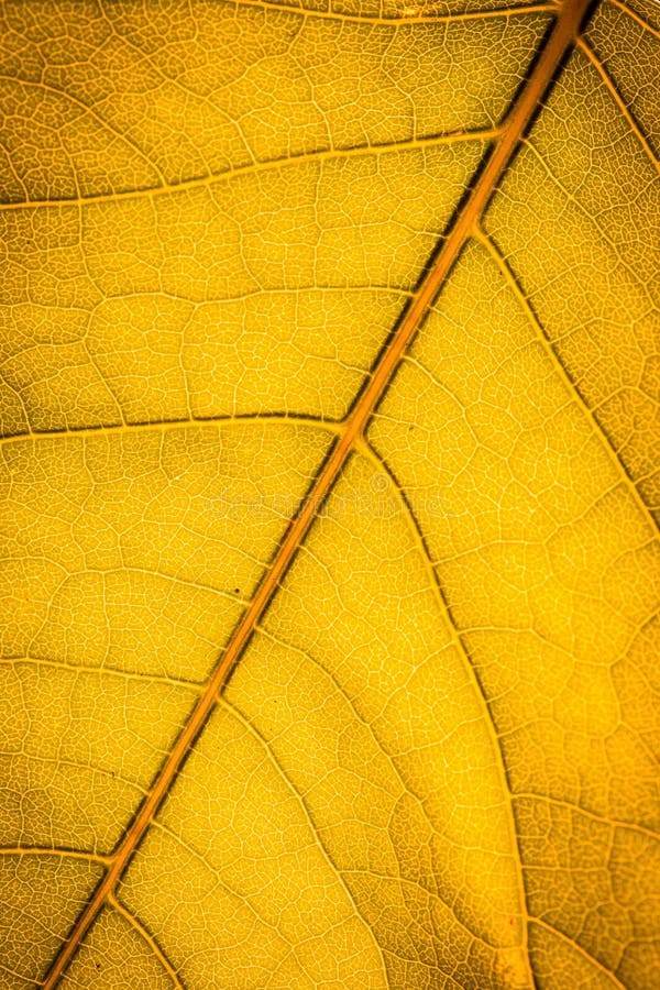 Leaf texture stock photo. Image of fresh, pattern, leaves - 71183524