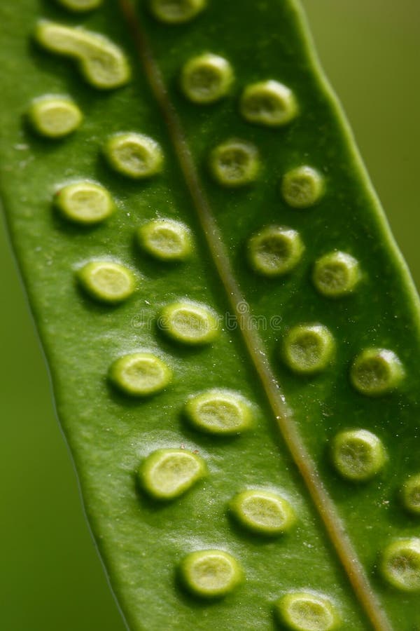 Leaf Textured from Insect Egg Laying Stock Photo - Image of leaf, green ...