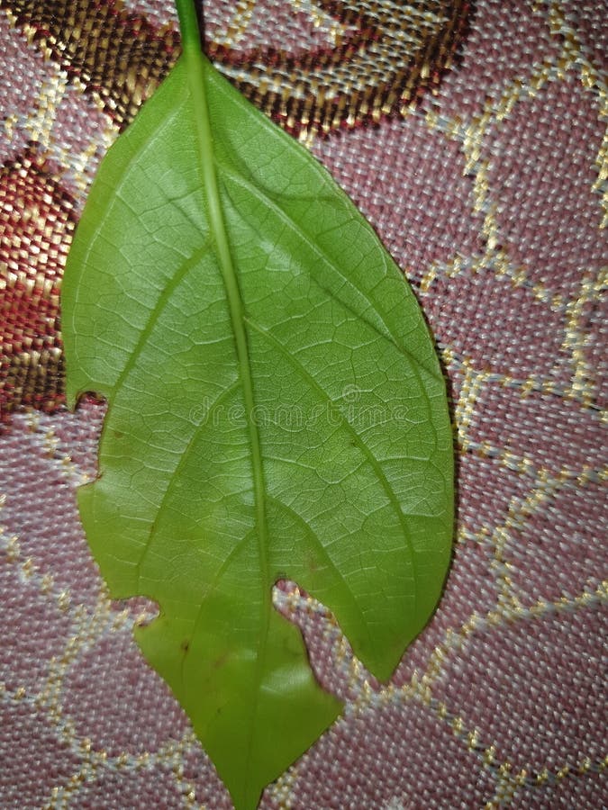 Leaf textures stock image. Image of closeup, plant, nature - 142981397