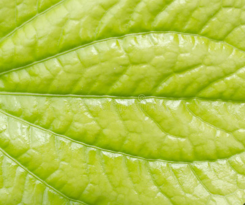Leaf textures stock photo. Image of detail, green, texture - 40936852