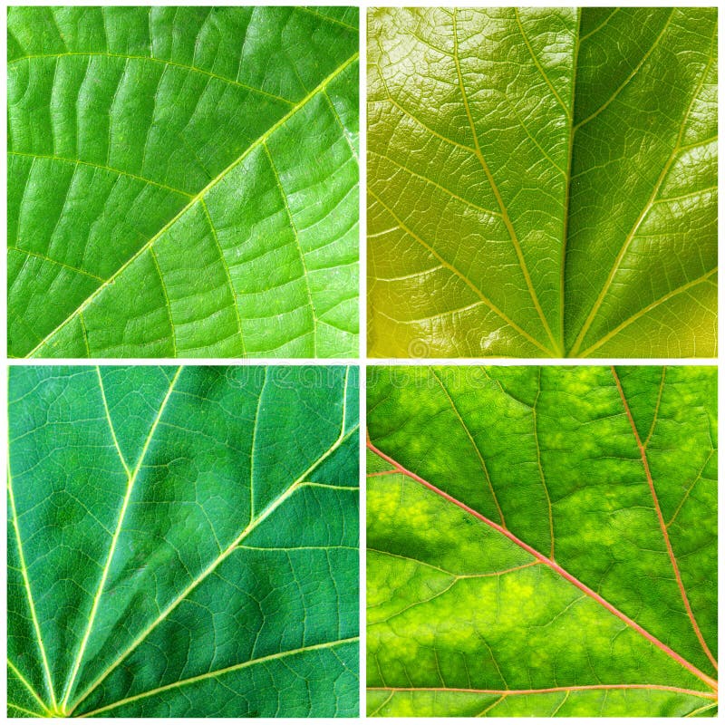 Leaf textures stock image. Image of closeup, environmental - 46919933
