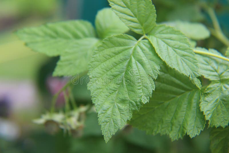 Green Currant Leaf. Macro. Russia. Stock Image - Image of surface ...