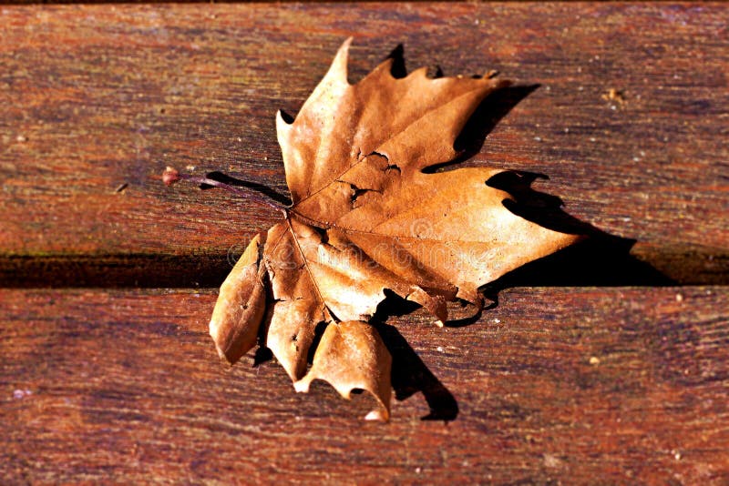 A Leaf on the Timber Bench Top. Stock Photo - Image of timber, close ...