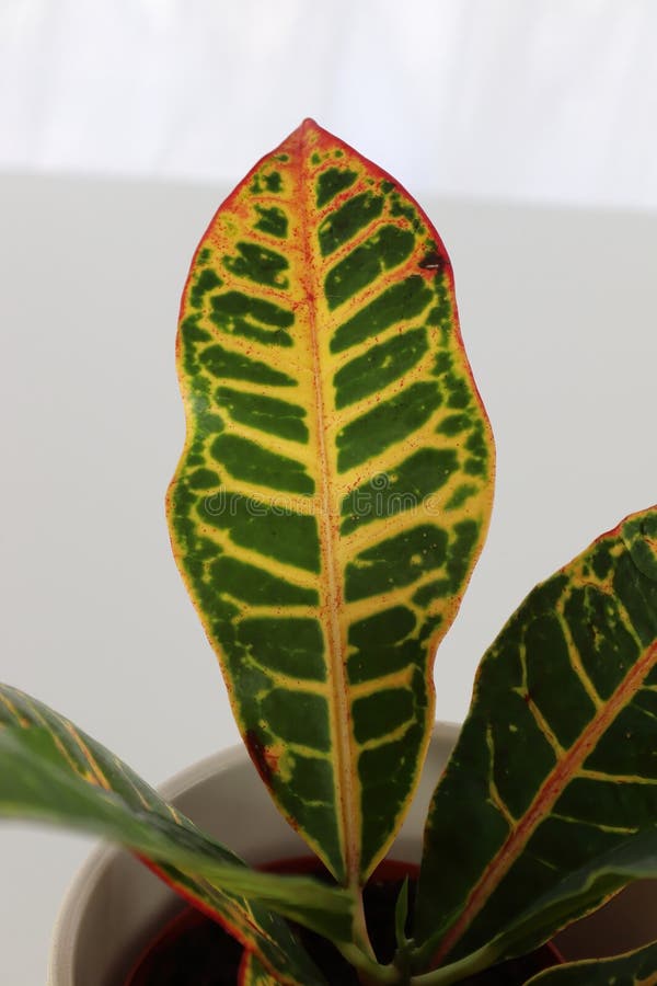 The Leaf Tip on a Croton Plant with Multiple Colors Stock Image - Image ...