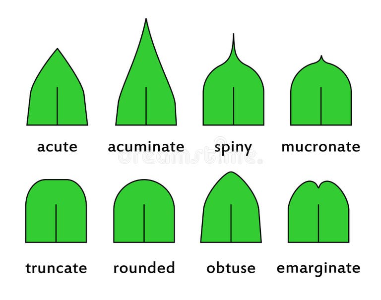 Tip Section Stock Illustrations – 342 Tip Section Stock Illustrations ...