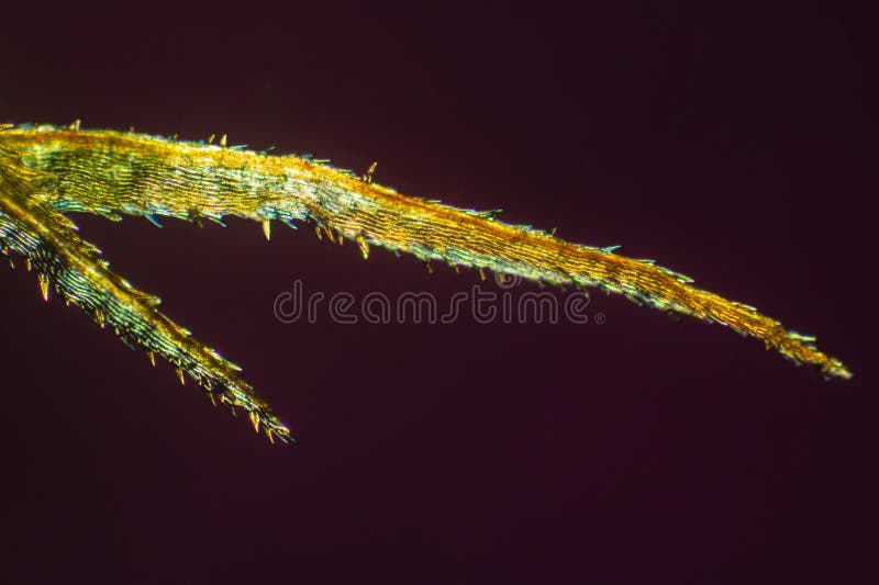 Leaf Tips of the Wavy Broom Moss are Serrated Stock Image - Image of ...