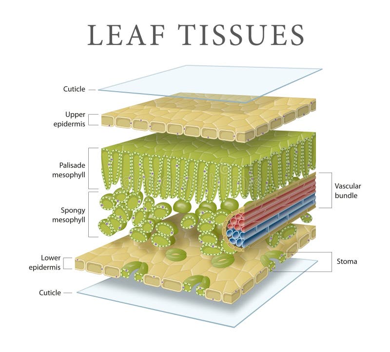 Leaf Tissues and Cell Layers Stock Illustration - Illustration of ...