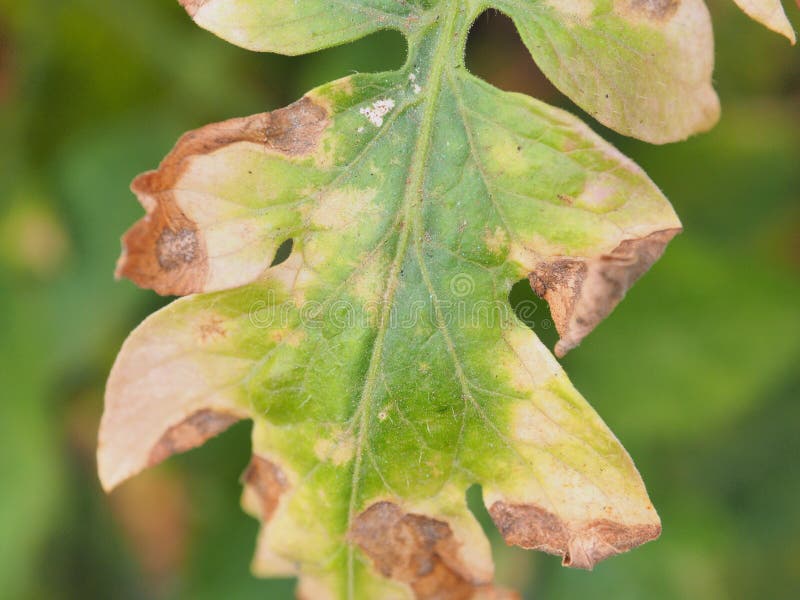 Leaf Tomato Deficiency Nutrient Stock Photo - Image of color, summer ...