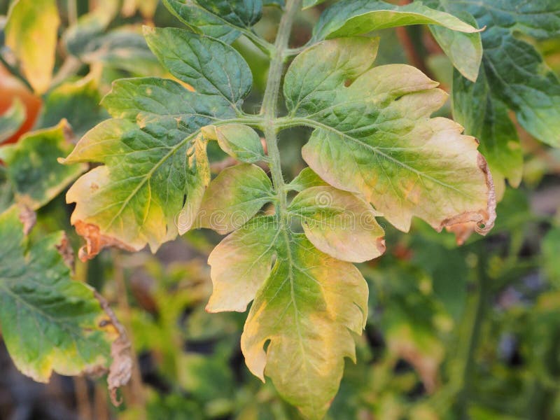 Leaf Tomato Deficiency Nutrient Stock Photo - Image of withered, autumn ...