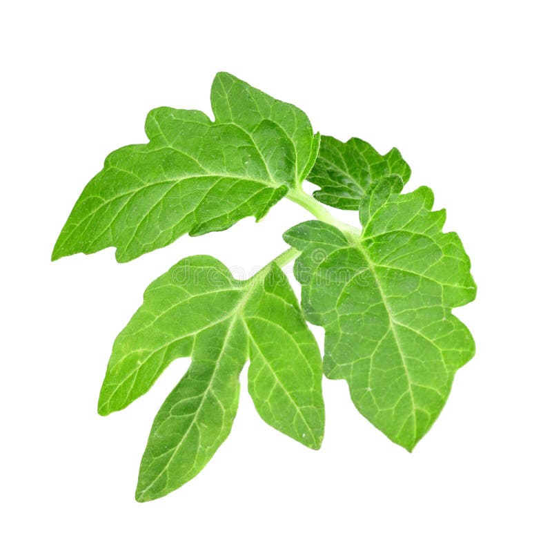 Leaf of tomato stock image. Image of head, isolated, beautiful - 41019929