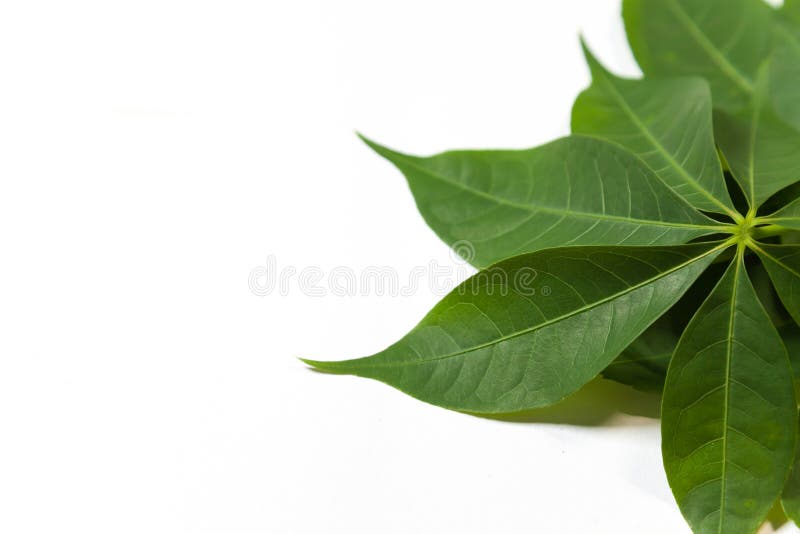 Leaf Top View on White Background Stock Photo - Image of natural ...