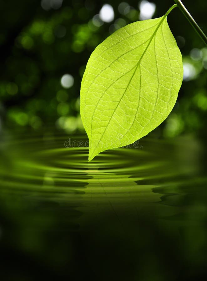 Leaf Touching Water stock photo. Image of copyspace, fibers - 18117852