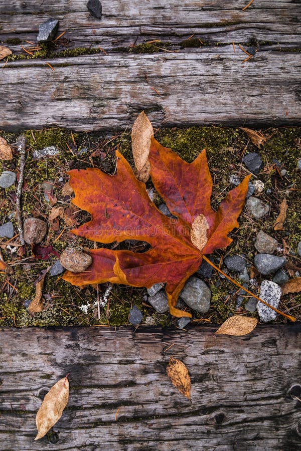 Leaf on a train track stock image. Image of train, track - 163813921