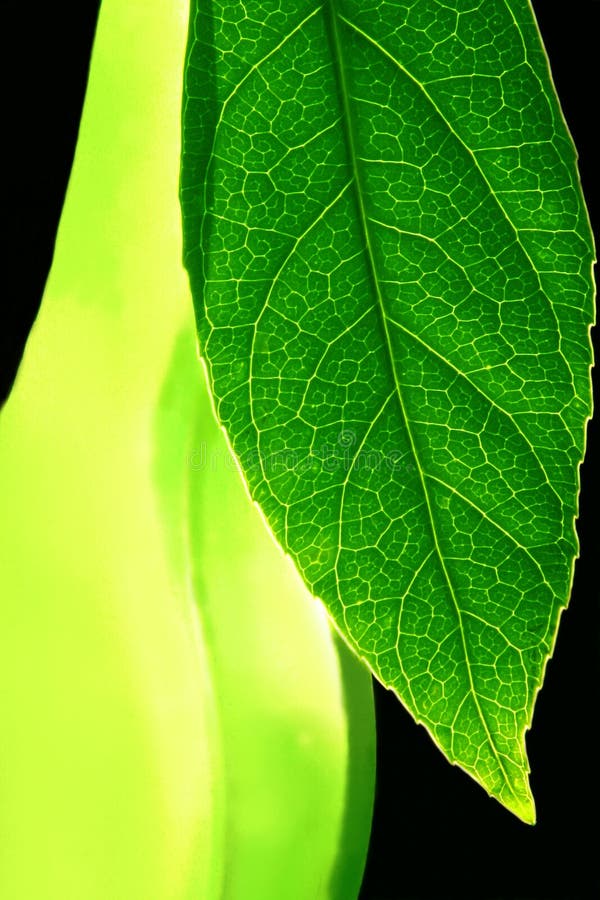 Leaf Transparency stock image. Image of green, fall, ornamental - 677709