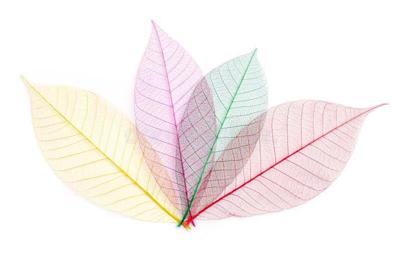 Leaf Transparent Background. Stock Photo - Image of biology, backdrop ...