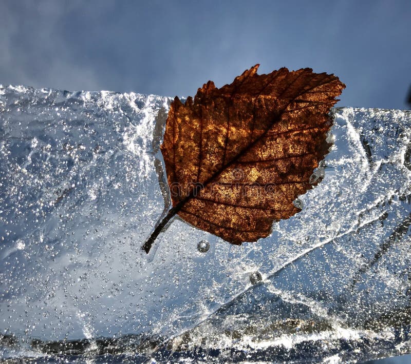 Leaf Trapped in Melting Ice. Stock Photo - Image of bubbles, backlit ...