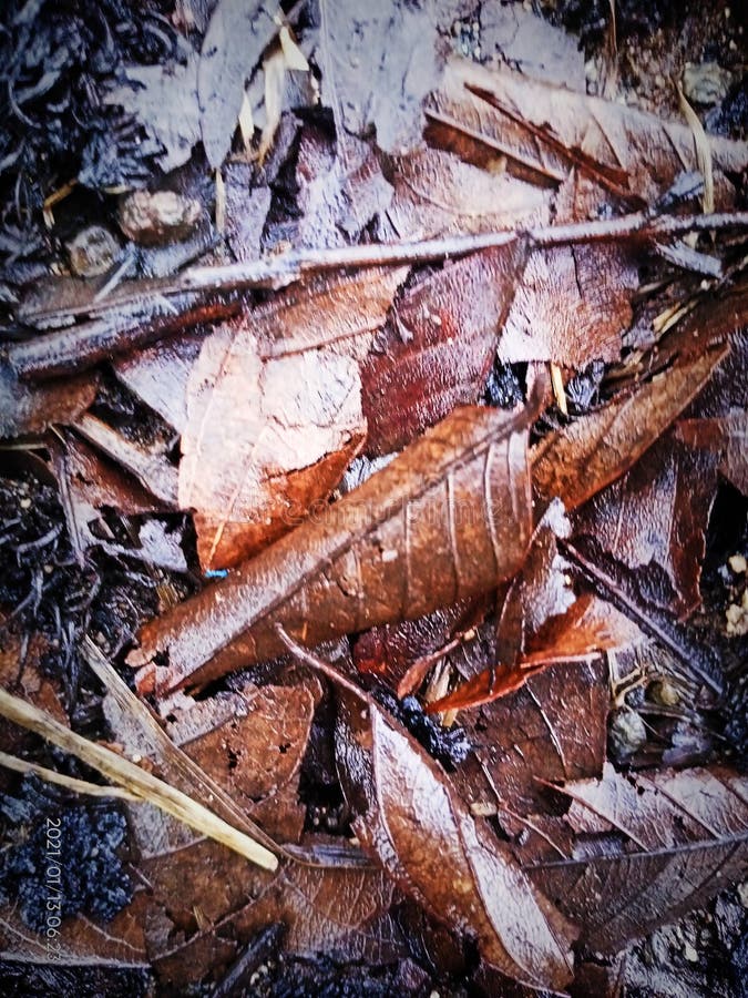 Leaf Trash in My House Tree Leaf Stock Image - Image of tree, house ...