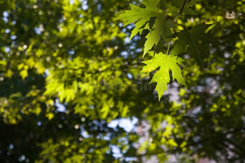 Leaf on the tree stock image. Image of flora, focus, green - 10345827
