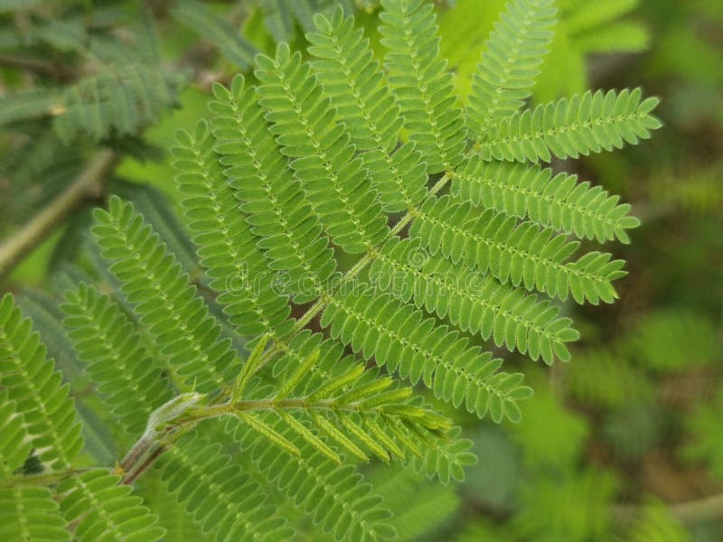Leaf and tree stock image. Image of green, branch, tree - 222091585