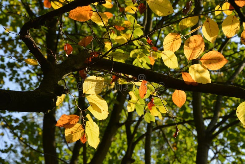 Leaf, Tree, Autumn, Branch stock image. Image of branch - 106403877