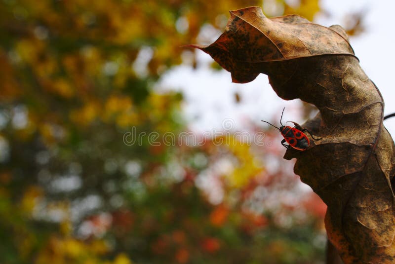 Leaf, Tree, Autumn, Insect stock photo. Image of branch - 111484828