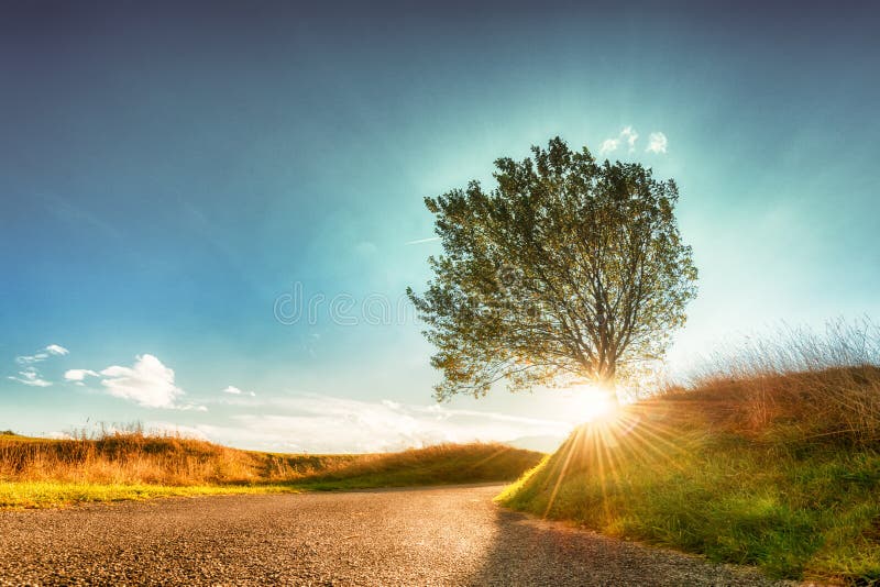 Leaf Tree at Autumn Next To Road Stock Photo - Image of asphalt, color ...